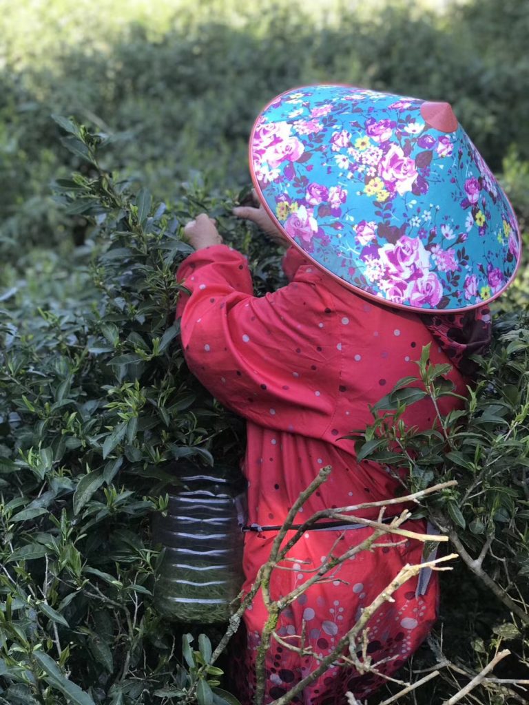 Basic Elements of Tea Appreciation | Ver té